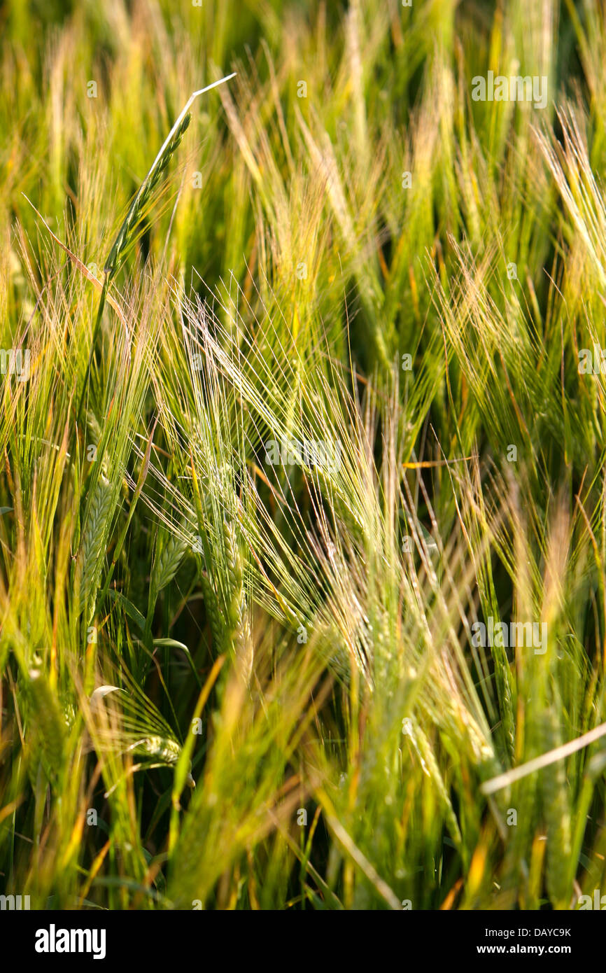 Scottish barley fields hi-res stock photography and images - Alamy