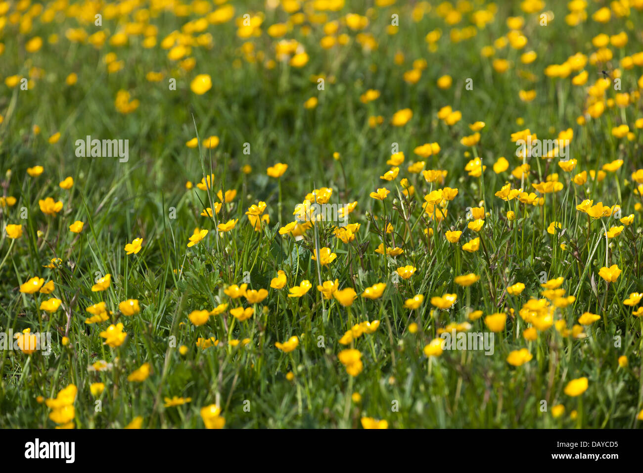 Meadows full of wildflowers hi-res stock photography and images - Alamy