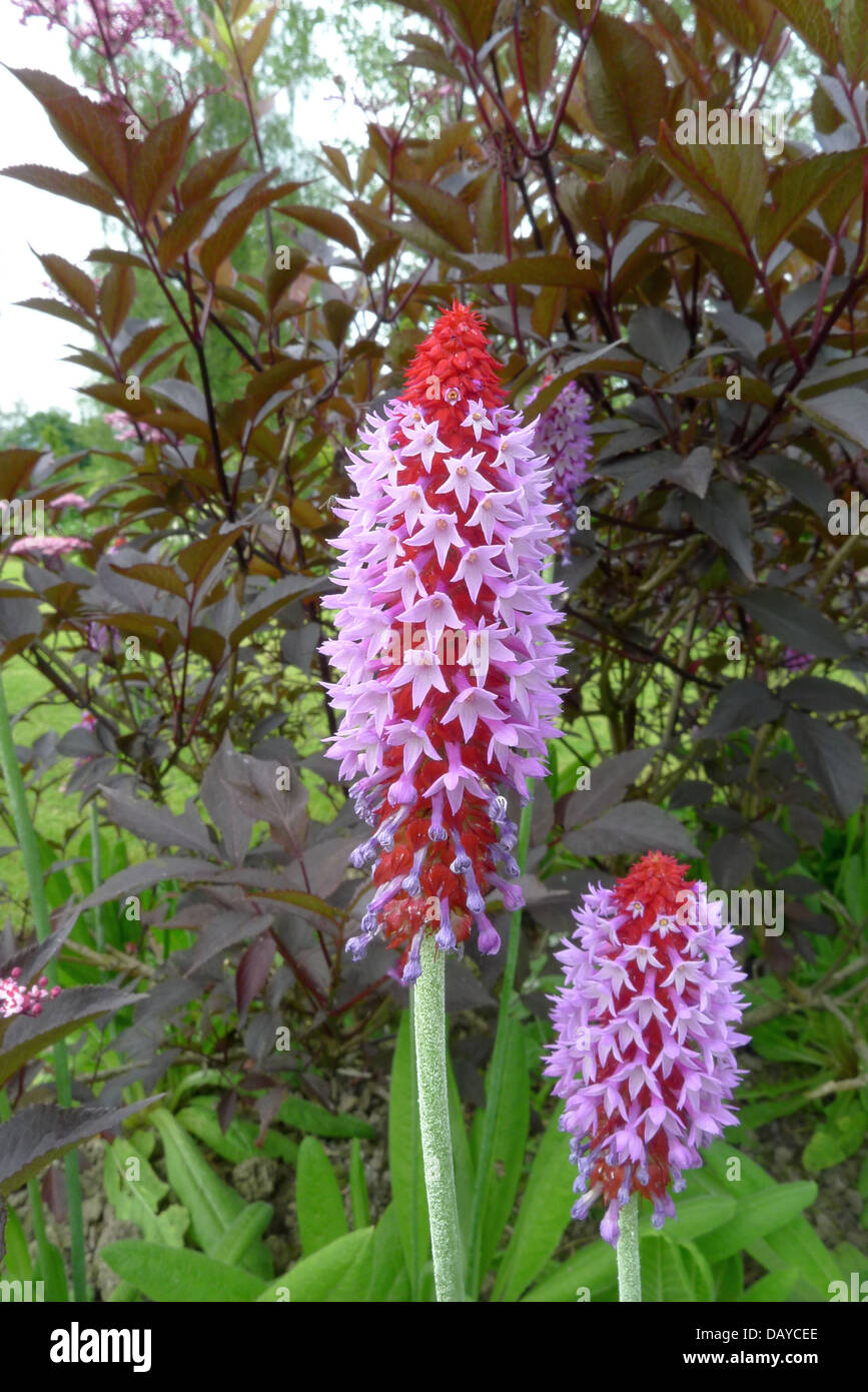 Flowering orchid primrose primula vialii hi-res stock photography and ...