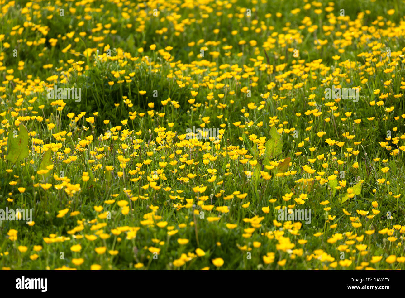 Field full of buttercups hi-res stock photography and images - Alamy