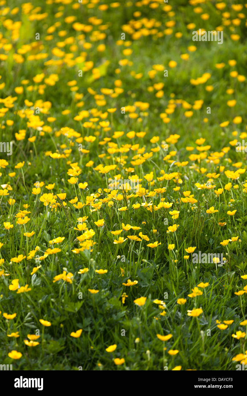 meadows full of buttercups. Britain Stock Photo - Alamy