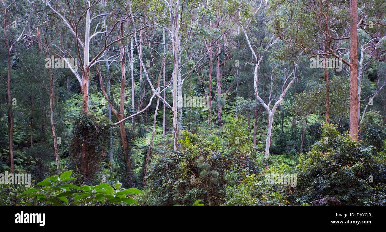 Dharug national park hi-res stock photography and images - Alamy