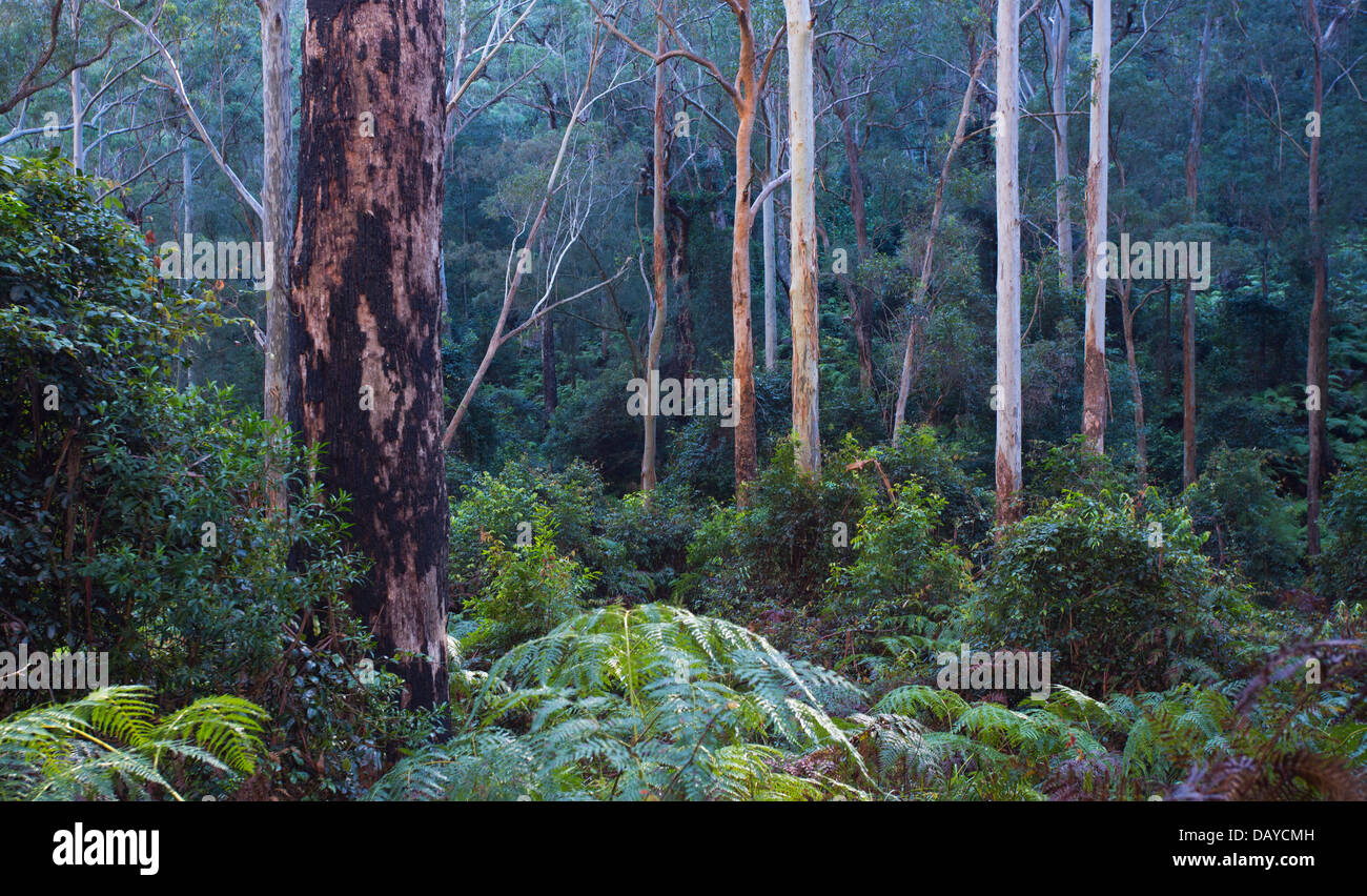 Tall wet eucalypt forest in Dharug National Park, NSW, Australia Stock ...