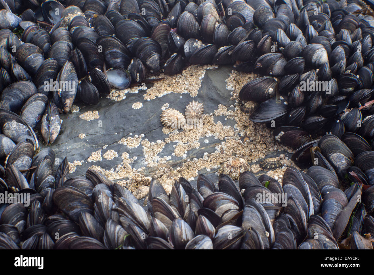 Mussel Mussles and Limpet on grey rock Stock Photo - Alamy