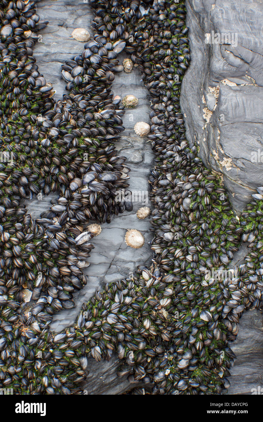 Mussel Mussles and Limpet on grey rock Stock Photo - Alamy