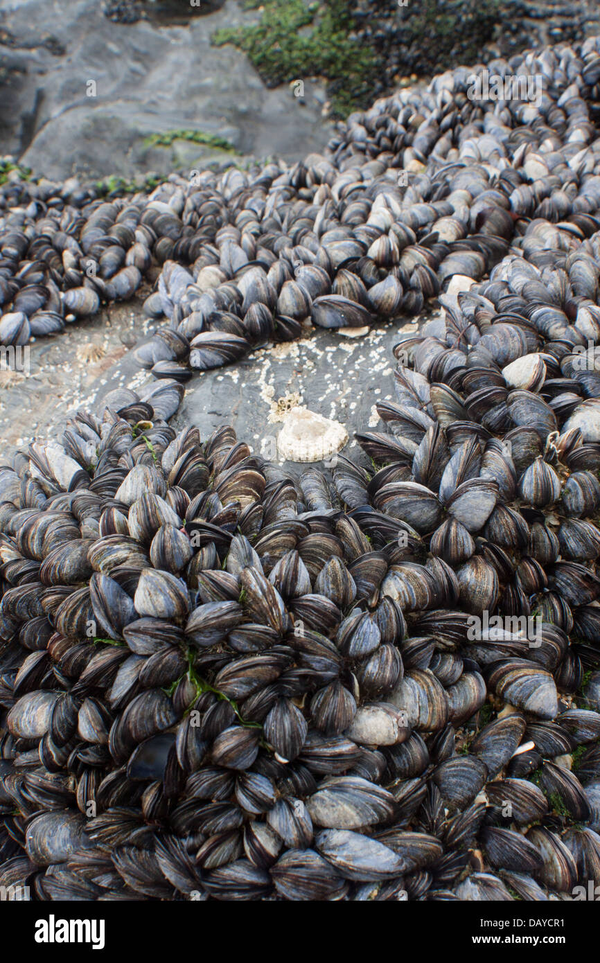 Mussel Mussles and Limpet on grey rock Stock Photo - Alamy