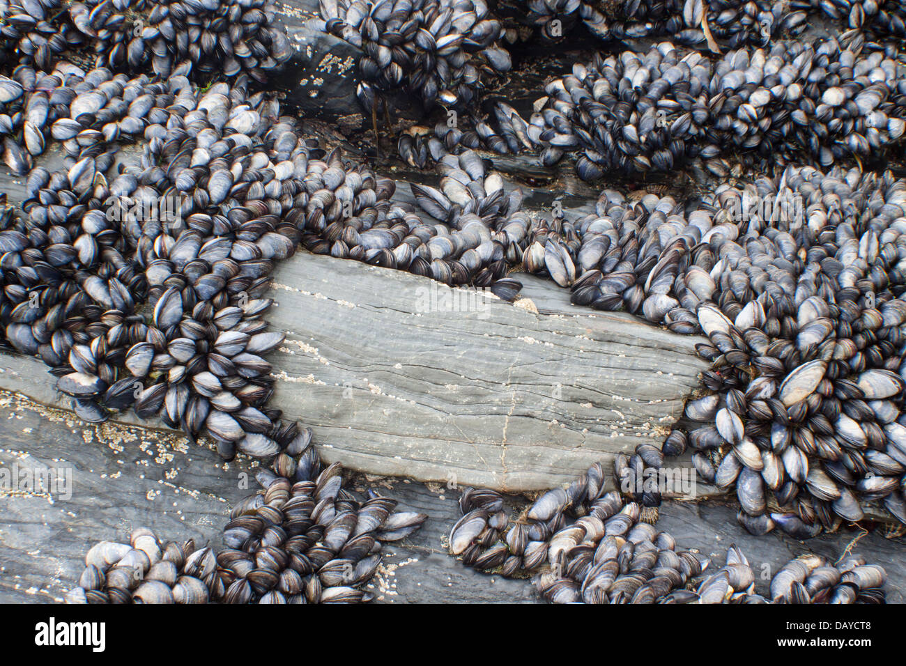 Mussel shells on a rock Stock Photo - Alamy