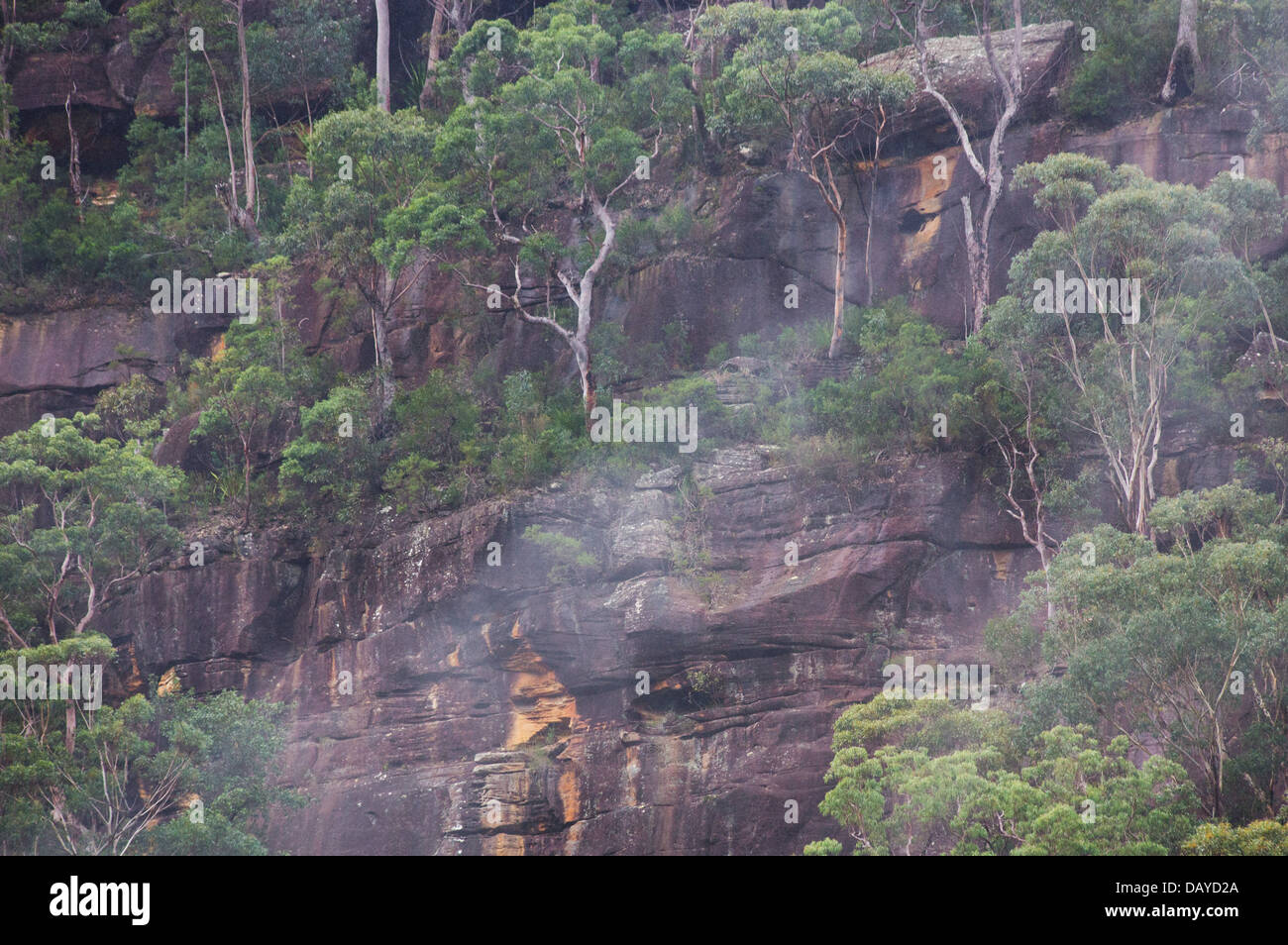 Eucalyptus and other bushland trees growing on a steep sandstone ...