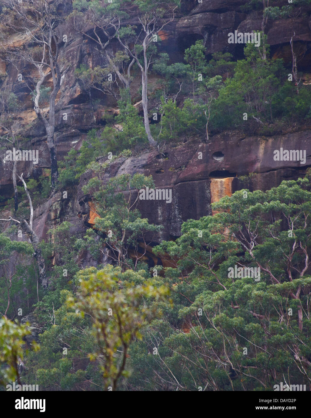 Eucalyptus and other bushland trees growing on a steep sandstone ...