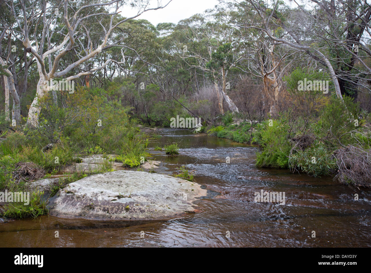Small flowing stream and bushland in Dharawal National Park, Australia ...