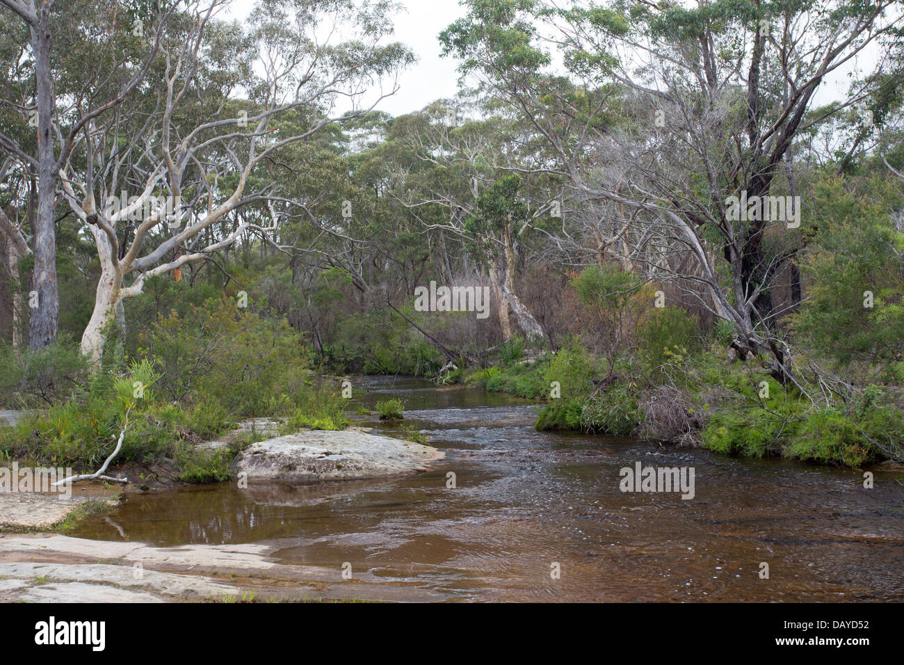 Small flowing stream and bushland in Dharawal National Park, Australia ...