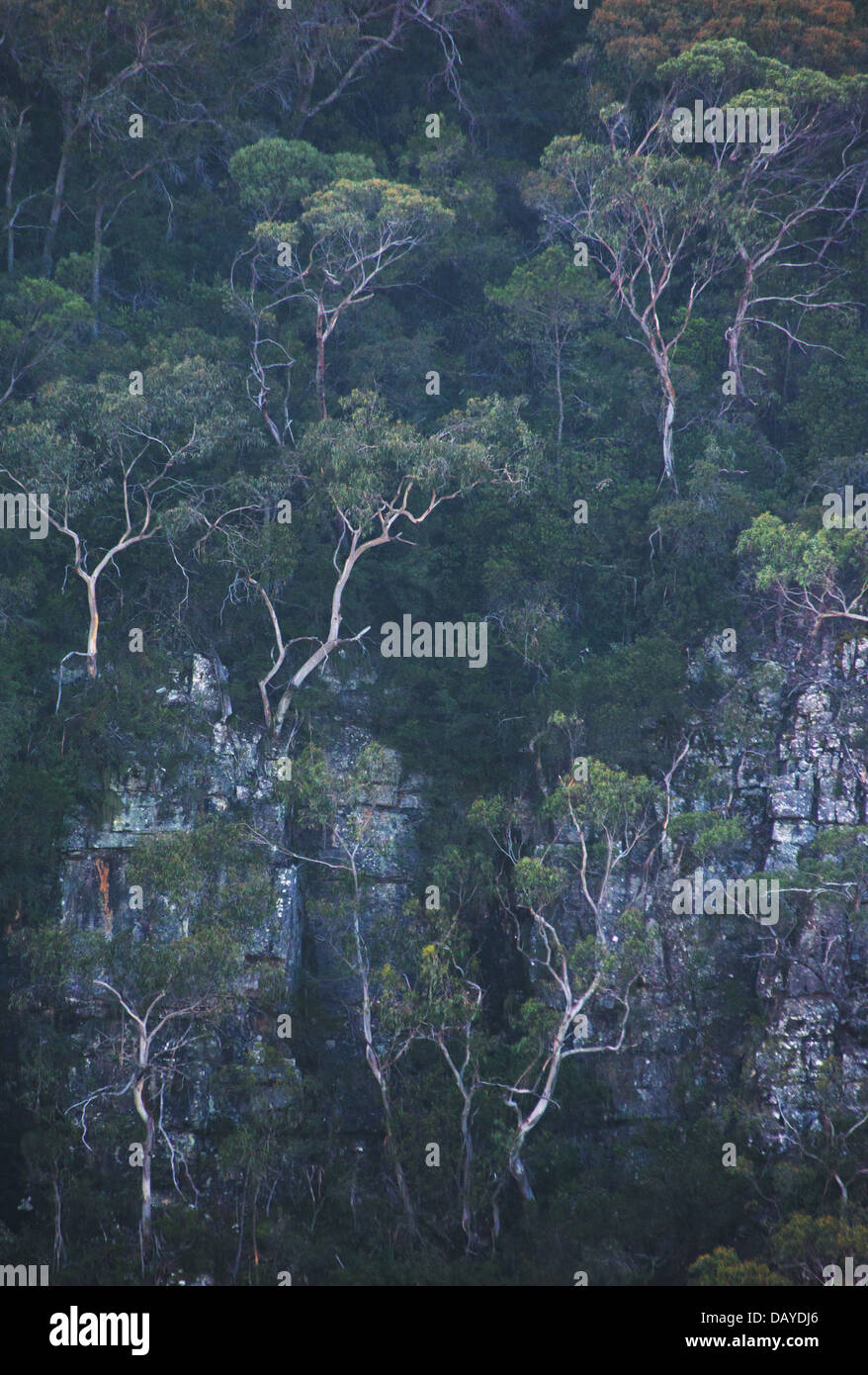 Sandstone gully forest hi-res stock photography and images - Alamy