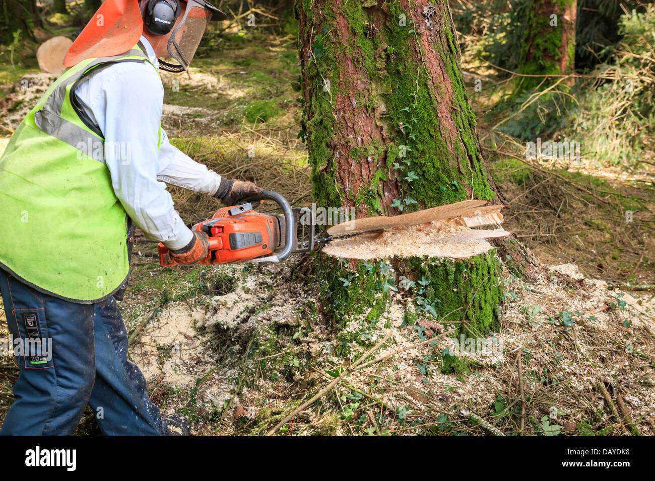 Lumberjack with chainsaw in use Stock Photo - Alamy