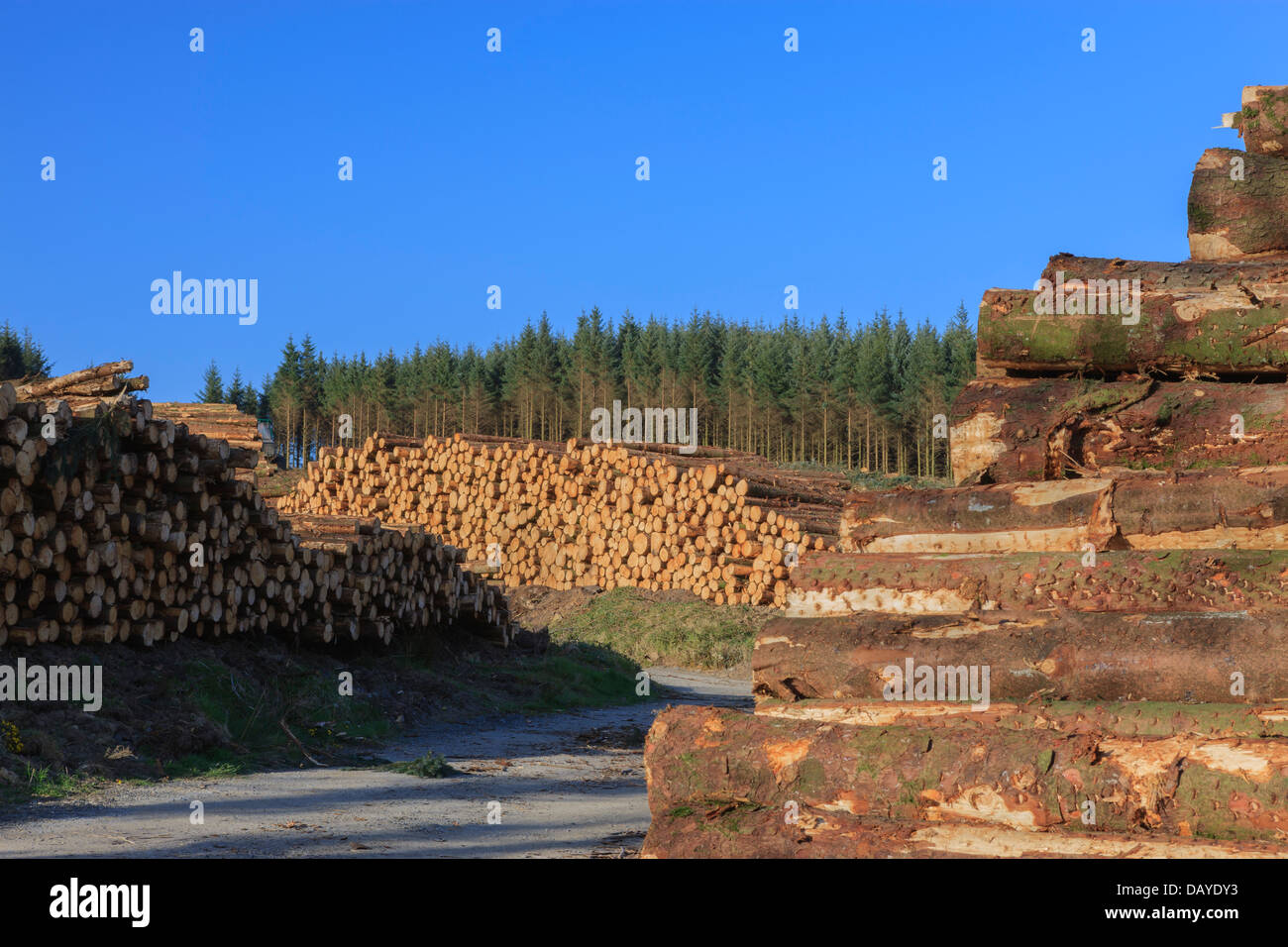 Timber stack Timber Harvesting Pembrokeshire Wales Stock Photo - Alamy