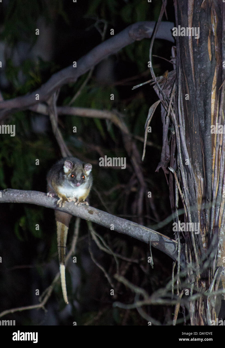 Common Ringtail Possum (Pseudocheirus peregrinus) at night in Kanangra ...