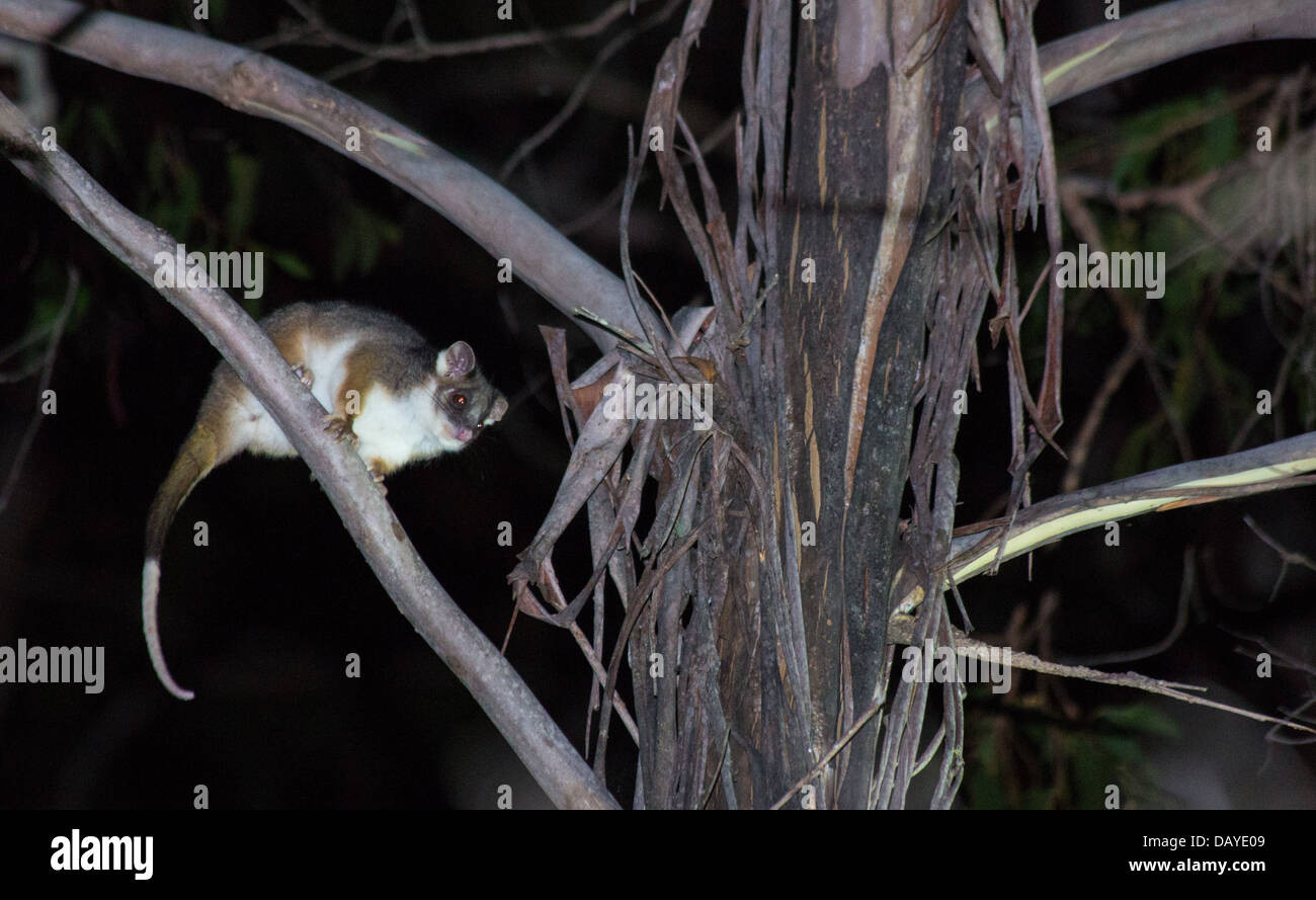 Common Ringtail Possum (Pseudocheirus peregrinus) at night in Kanangra ...