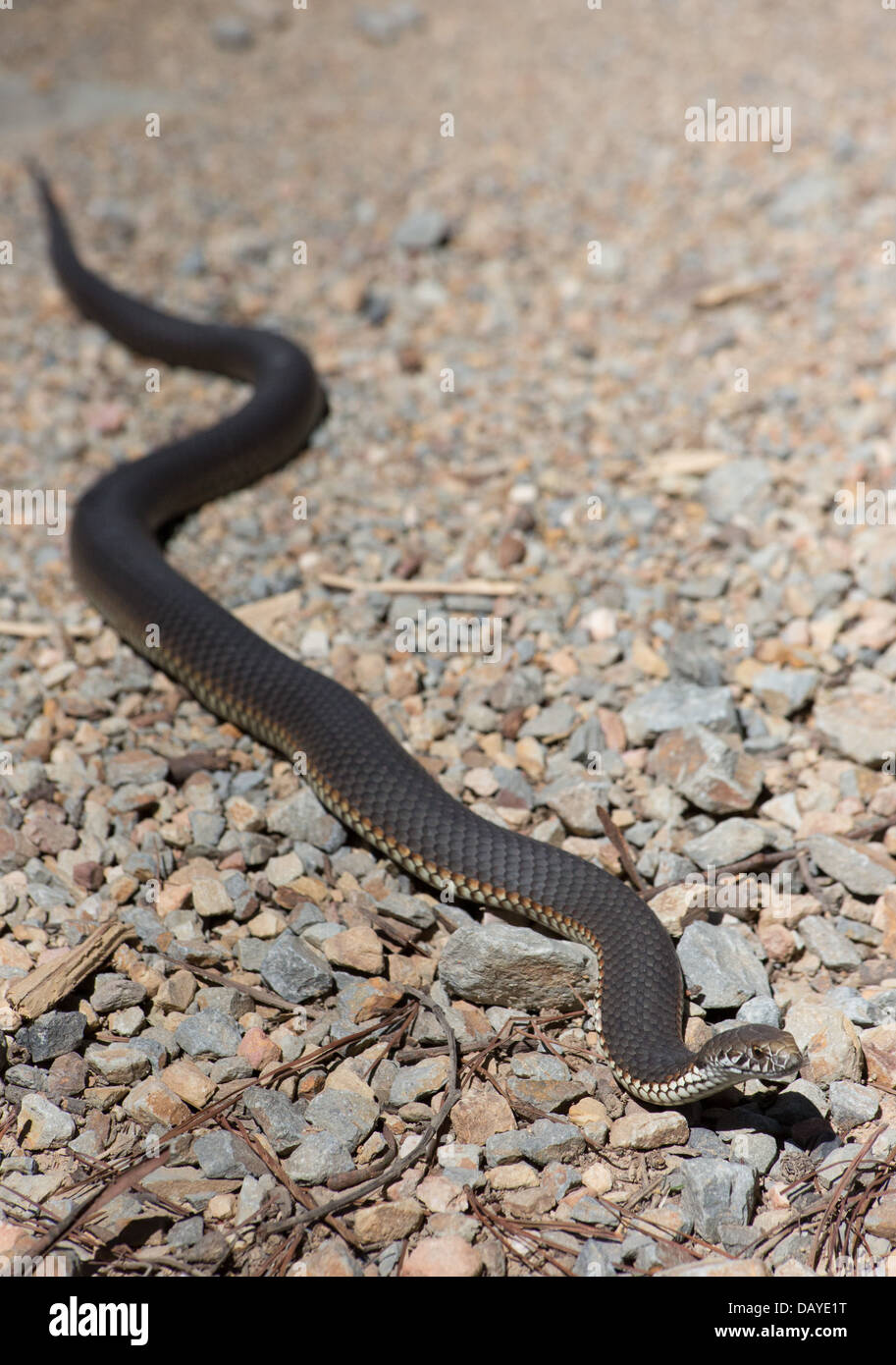 Highlands Copperhead (Austrelaps ramsayi), Kanangra Boyd National Park ...