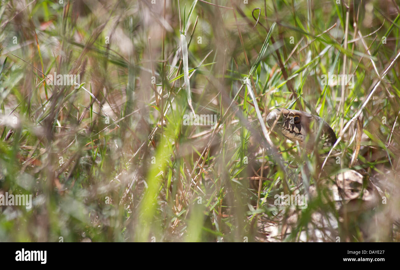 Highlands Copperhead (Austrelaps ramsayi) in grass, Kanangra Boyd ...