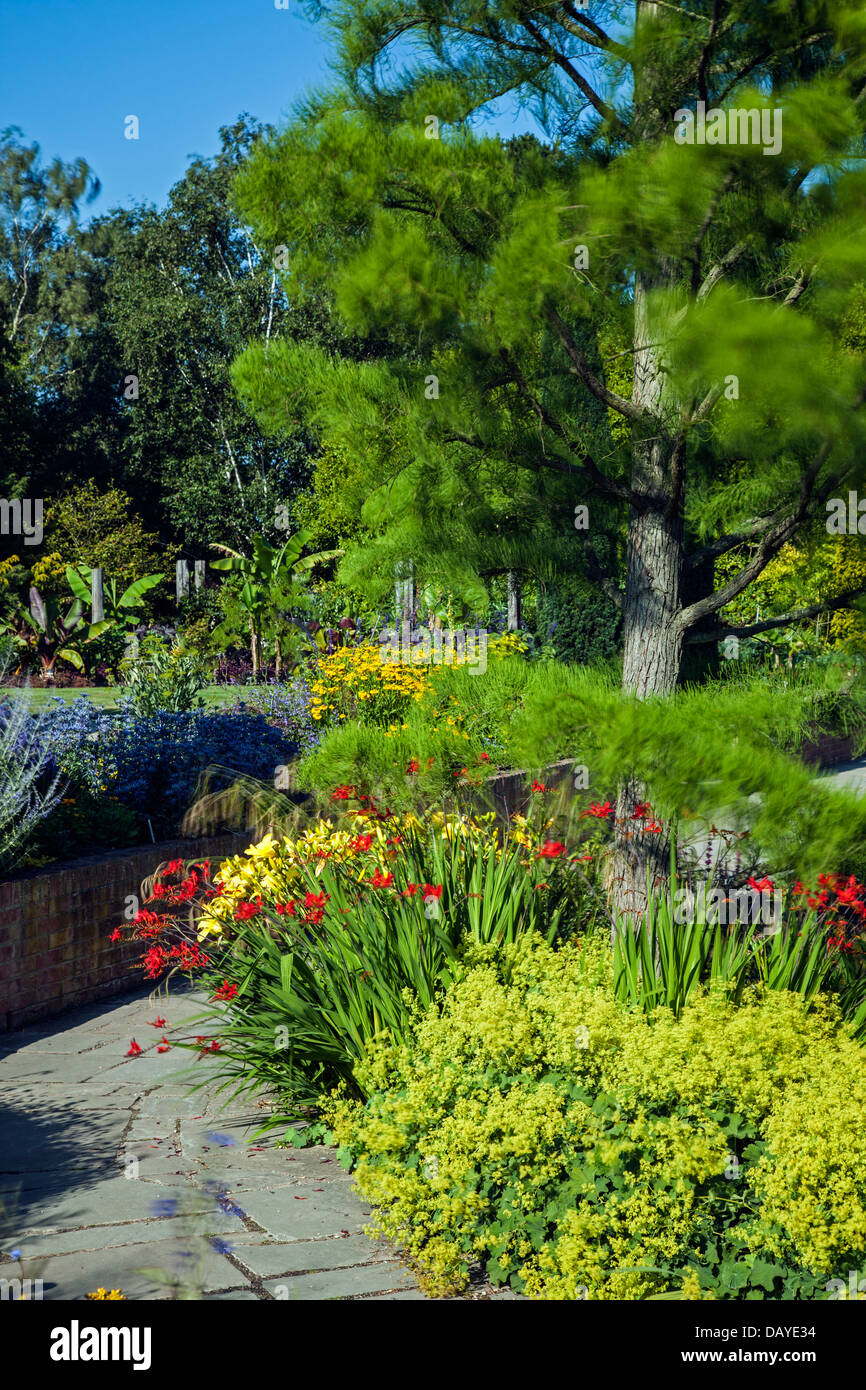 Windblown Tree and Ornamental Garden Plants Stock Photo - Alamy