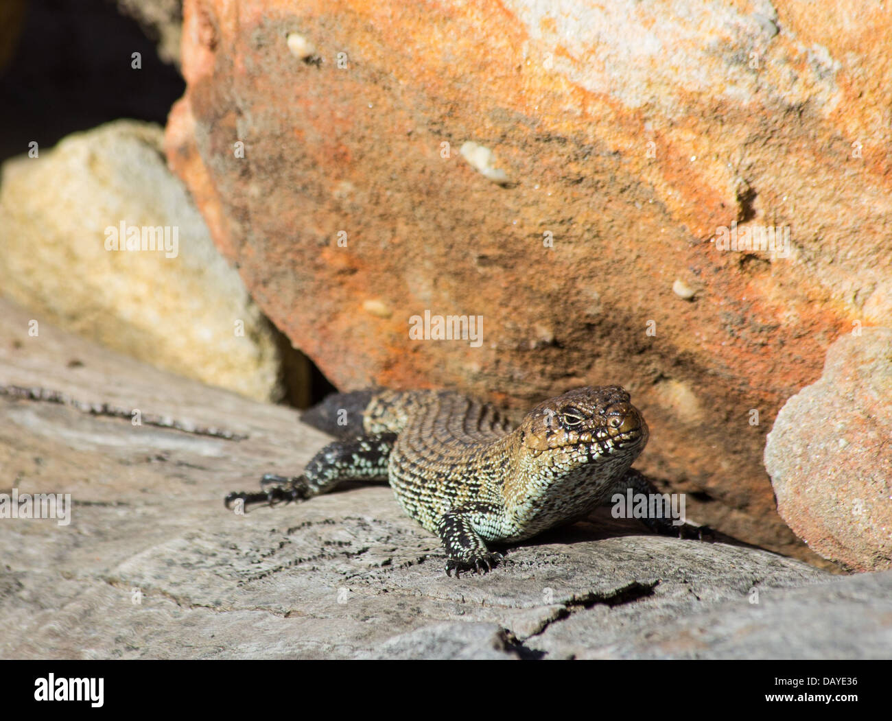 Australian skink hi-res stock photography and images - Alamy