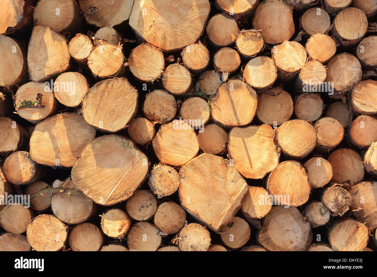 Timber stack Timber Harvesting Pembrokeshire Wales Stock Photo - Alamy