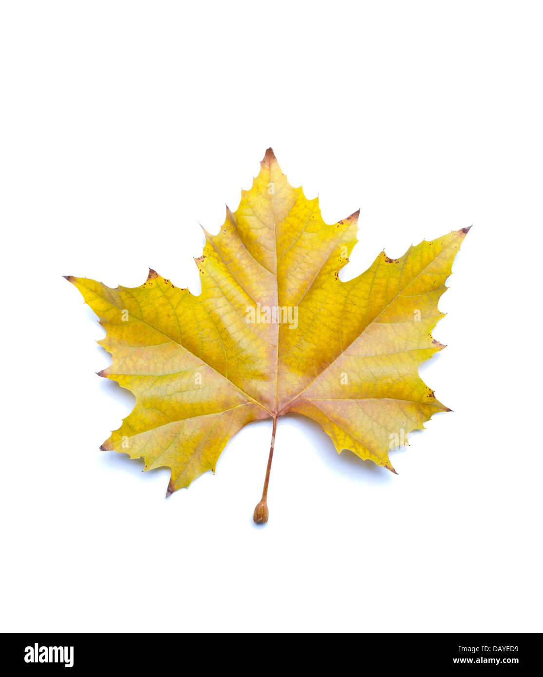 Autumn leaves sycamore tree Cut Out Stock Images & Pictures - Alamy