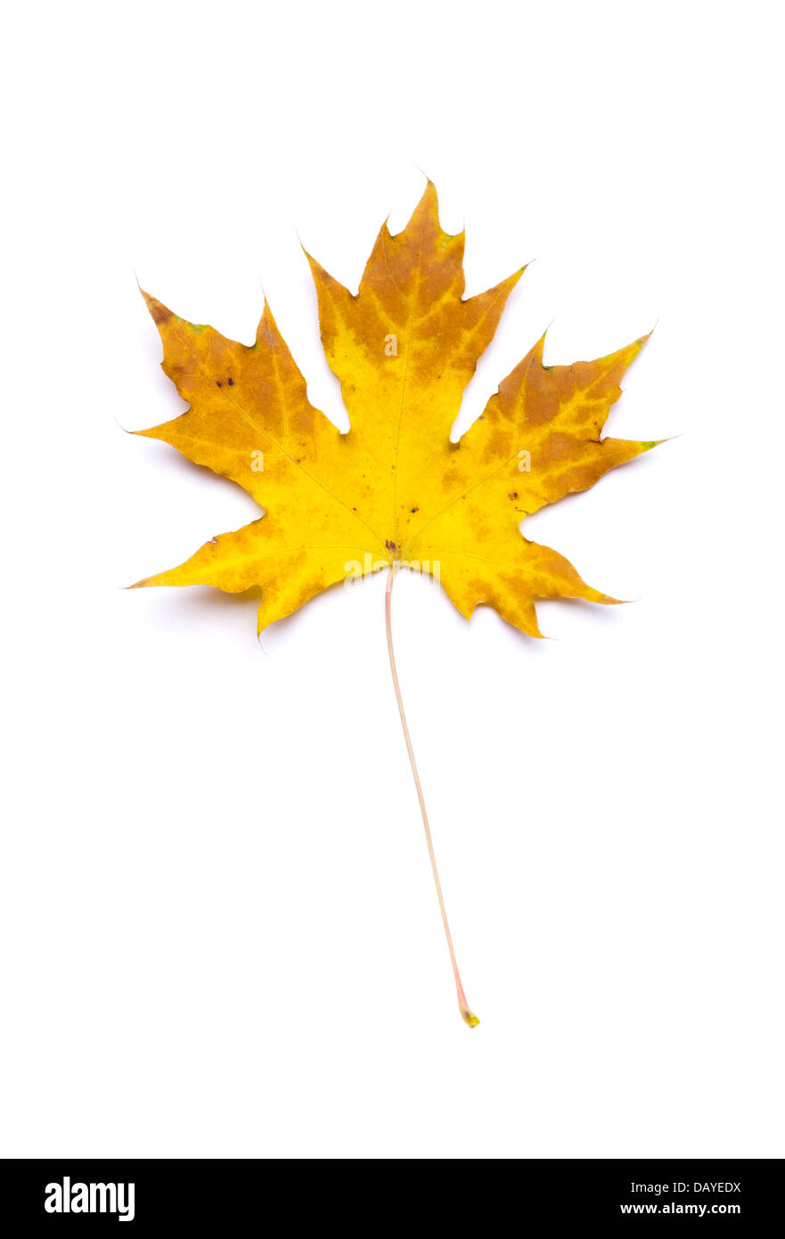 Maple yellow leaf Cut Out Stock Images & Pictures - Alamy