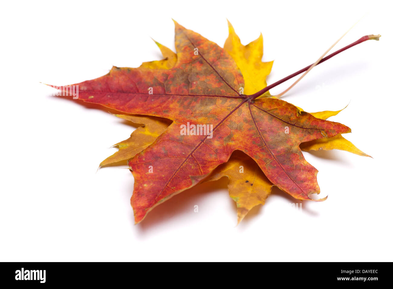 Autumn leaves with copy space Stock Photo - Alamy