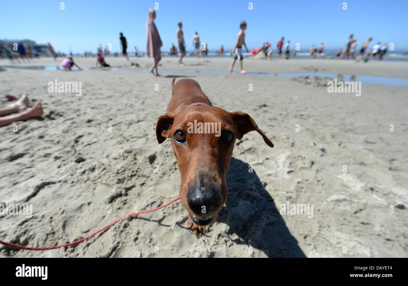Dog 'Nelly' looks into the camera of the photographer at the beach in ...