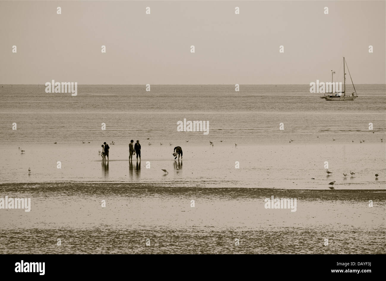 People and birds beachcombing along the shoreline with a yacht in the ...