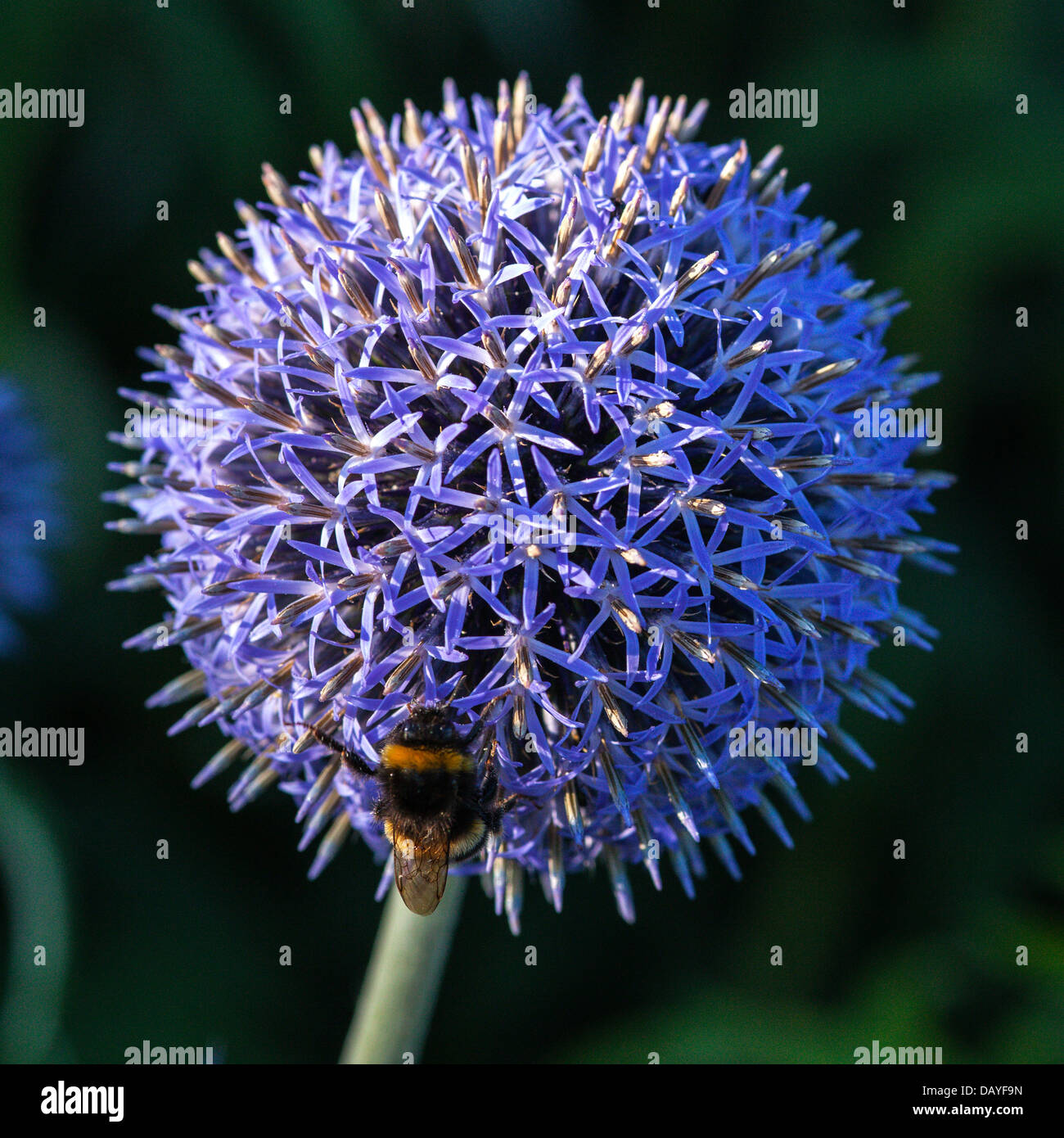 Allium with Bumble Bee Stock Photo - Alamy