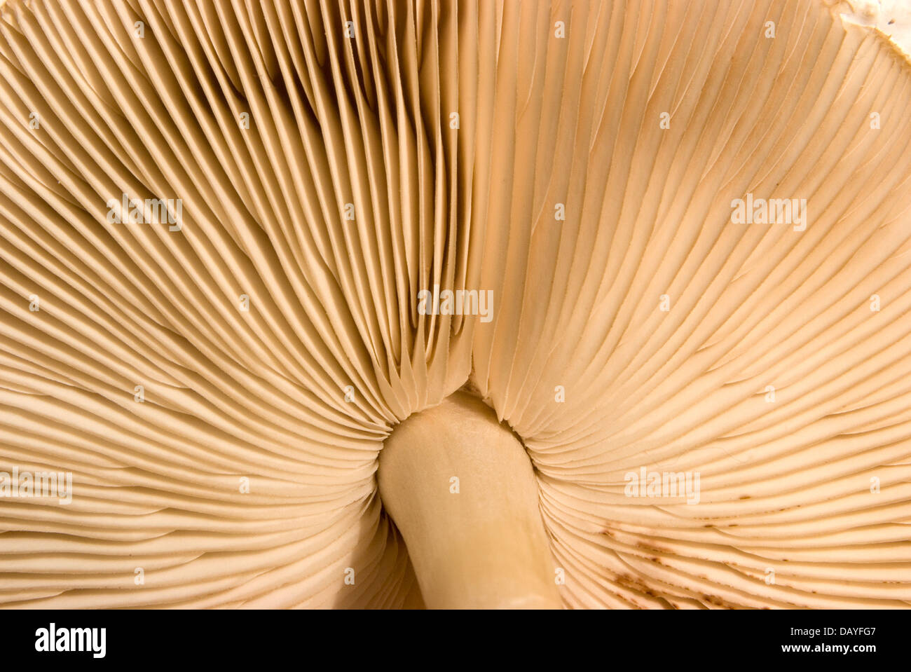 Underside macro photograph of wild Mushroom Stock Photo - Alamy