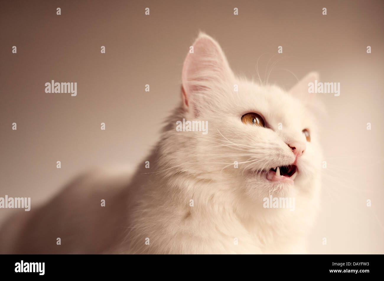 Cat teeth hi-res stock photography and images - Alamy