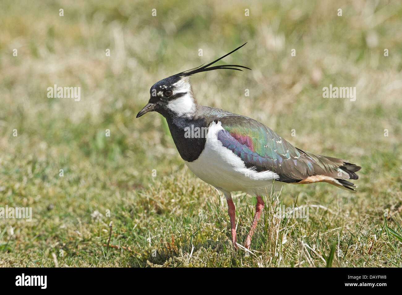 A portrait of an adult male Lapwing (Vanellus vanellus) resplendent in ...