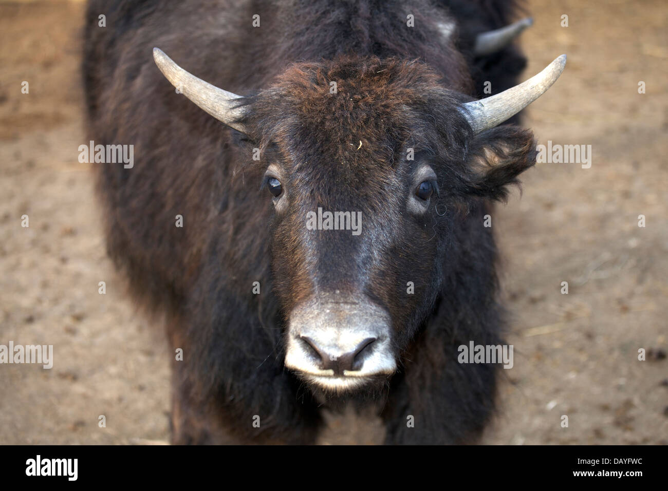 Portrait of a female yak close-up Stock Photo - Alamy
