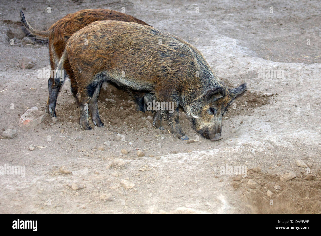 Two small wild boar digging in the ground Stock Photo - Alamy