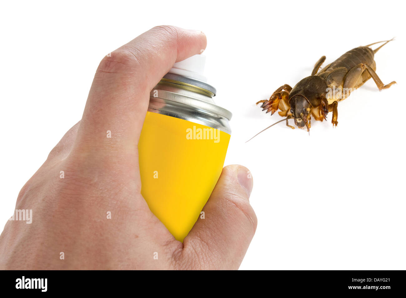 Pest control, spraying insecticide on the mole cricket Stock Photo - Alamy