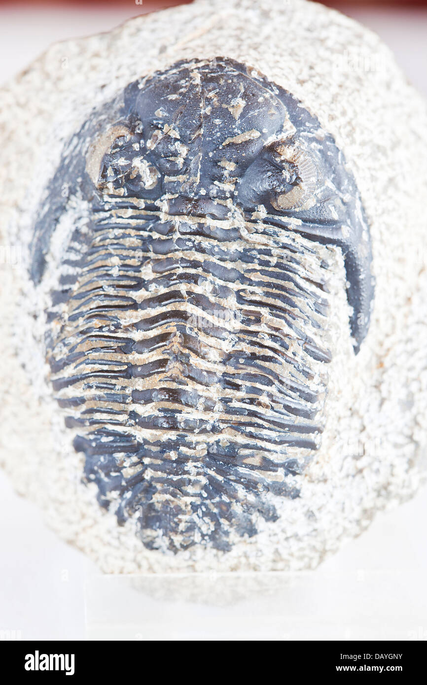 Trilobite fossil in stone hi-res stock photography and images - Alamy