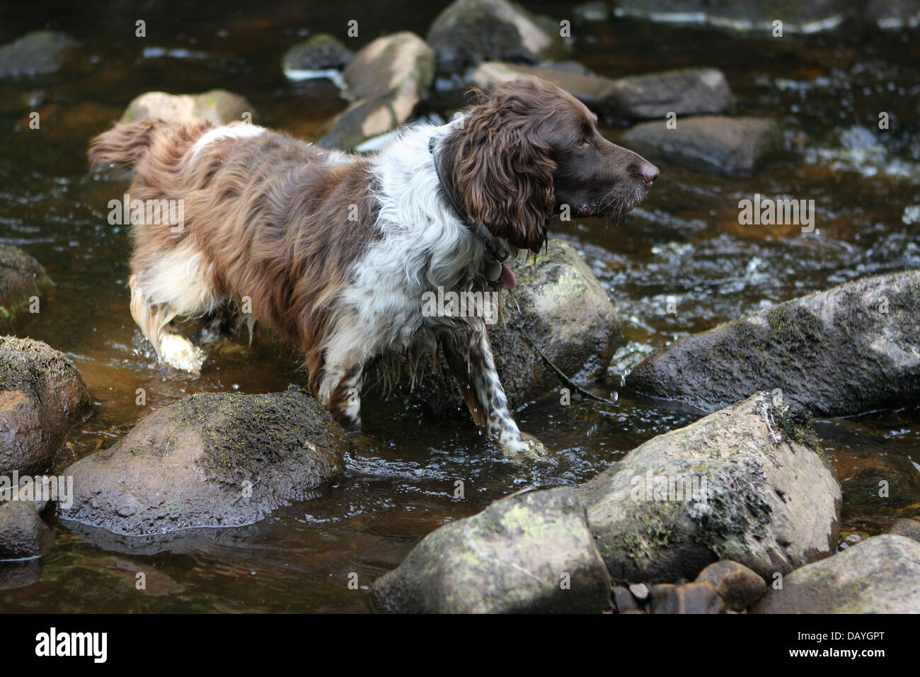 Dog in the stream hi-res stock photography and images - Alamy
