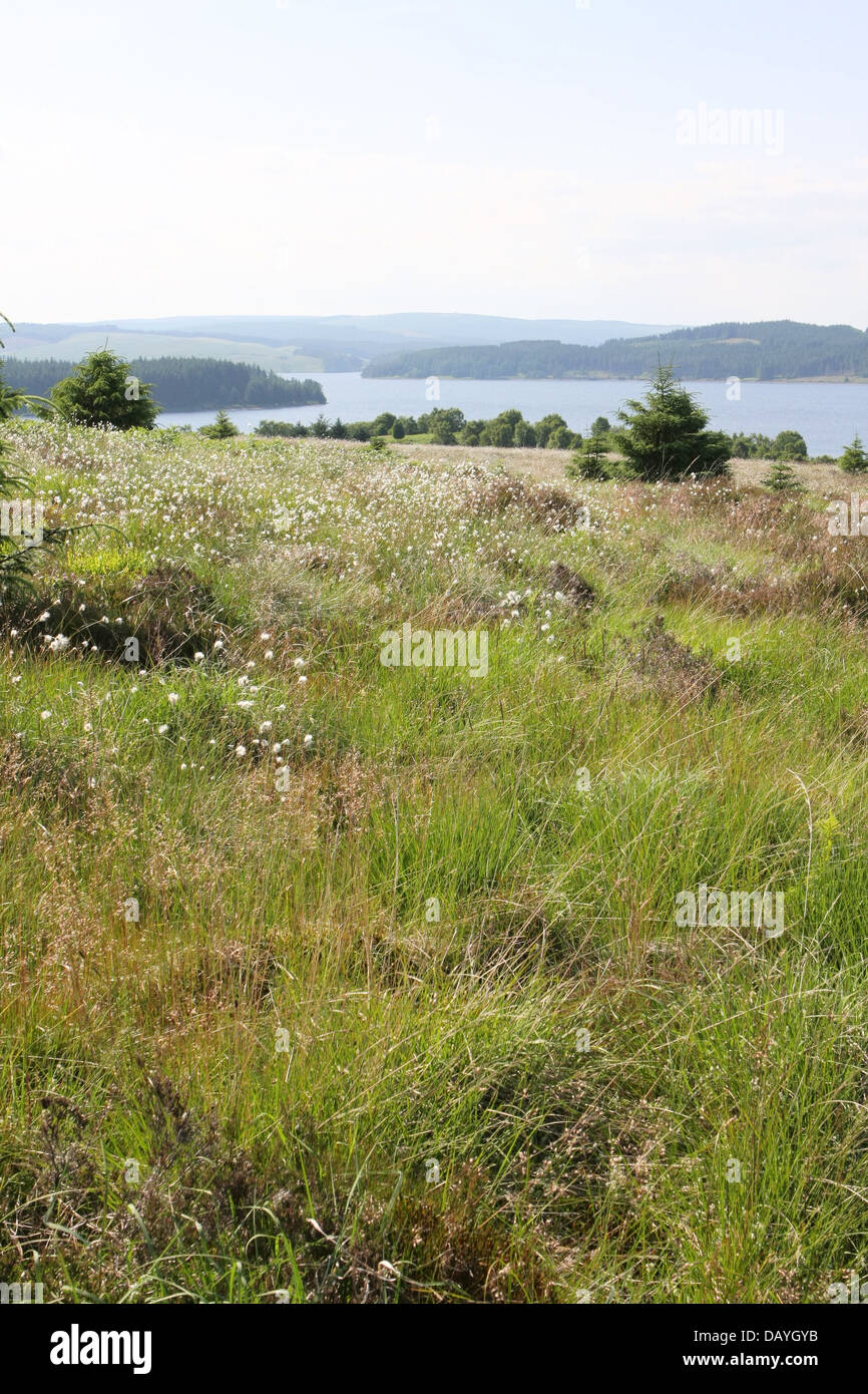 Kielder water and forest park hi-res stock photography and images - Alamy