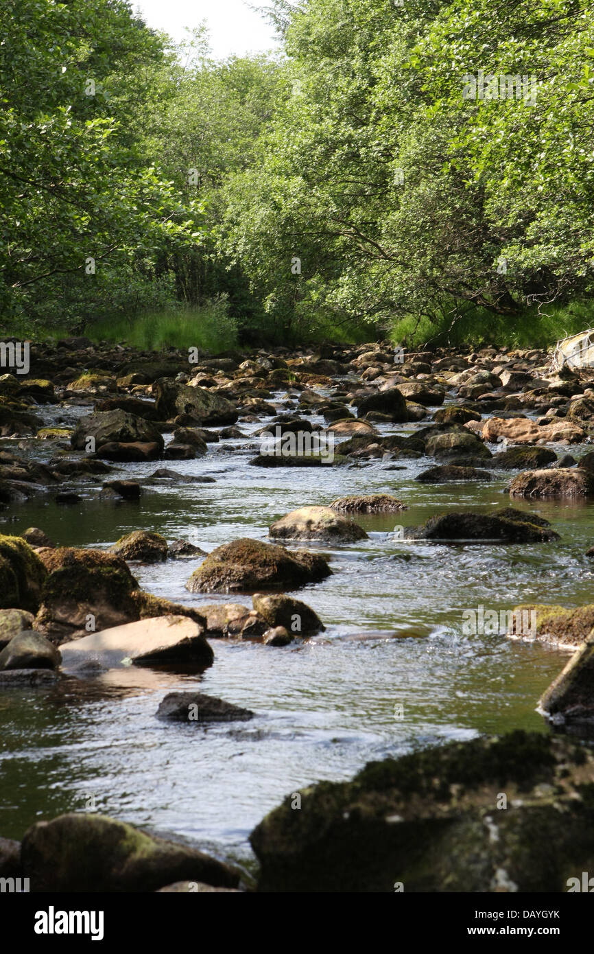 Tarset Burn in Kielder Forest Stock Photo - Alamy