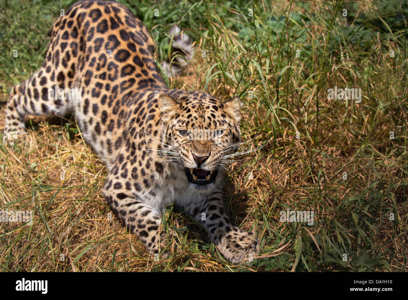 Leopard growling hi-res stock photography and images - Alamy