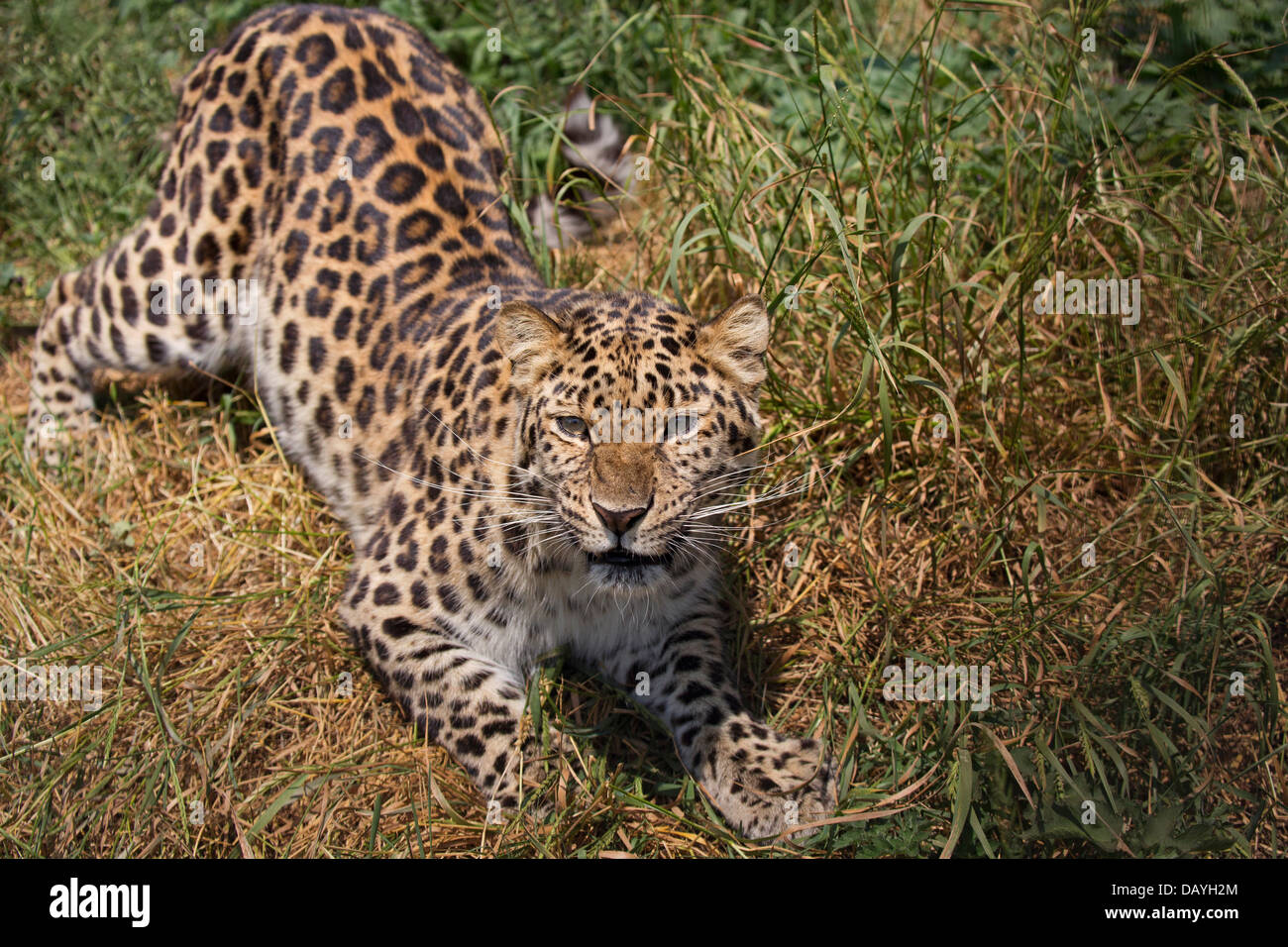 Amur Leopard, snarling Stock Photo - Alamy