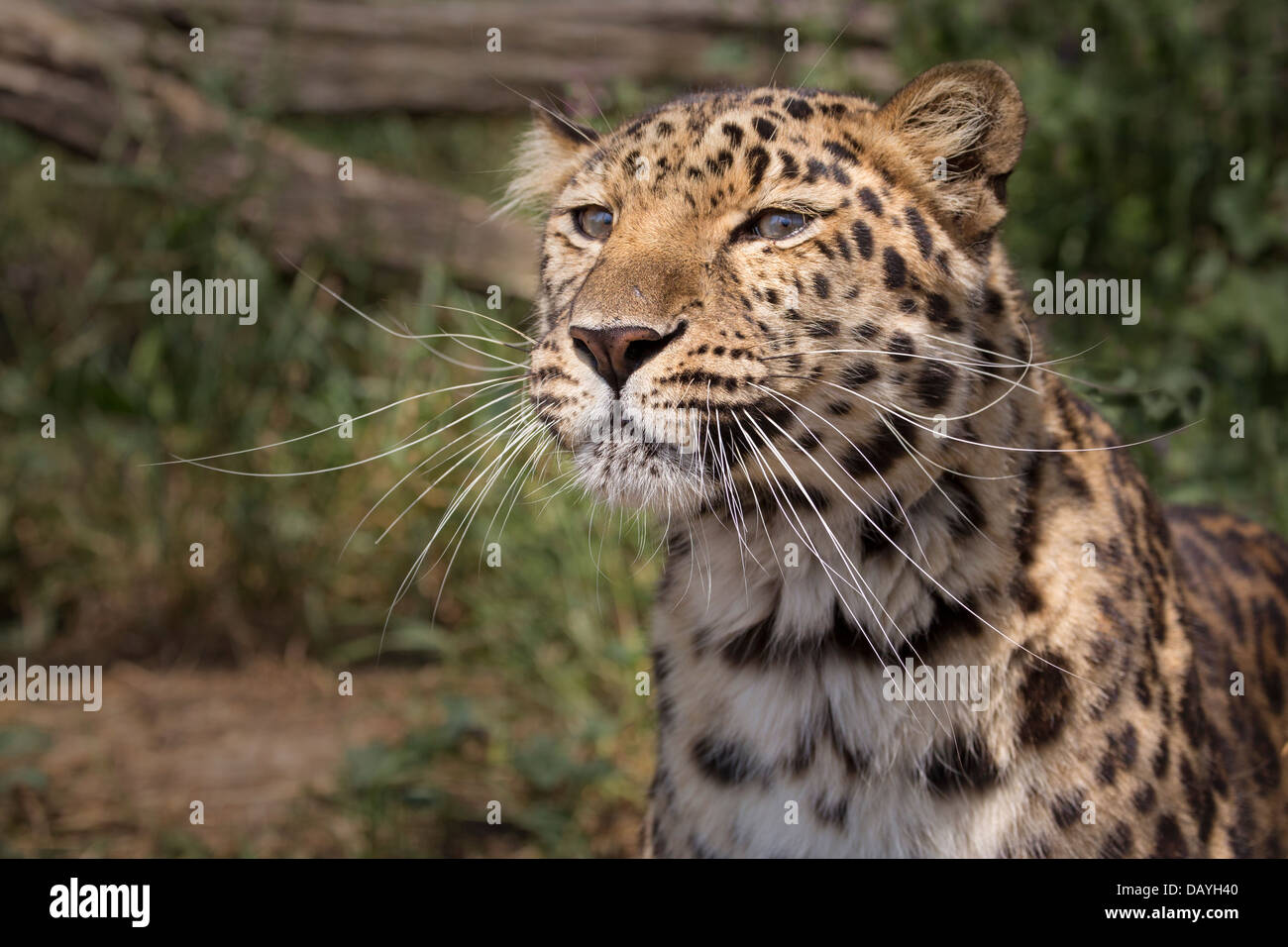 Amur Leopard, close-up Stock Photo - Alamy