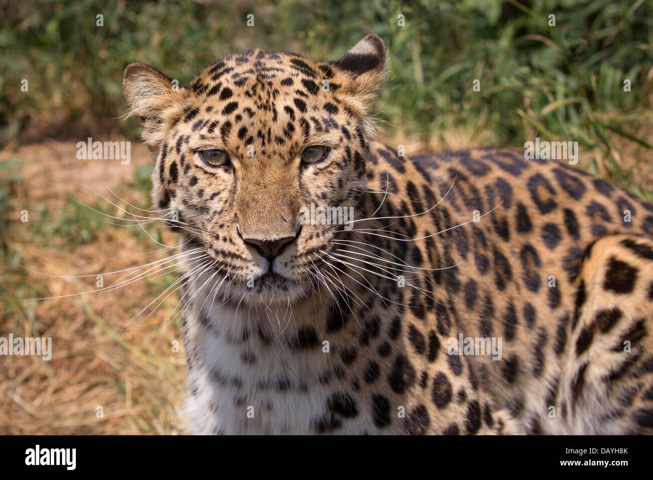 Portrait of an Amur Leopard Stock Photo - Alamy
