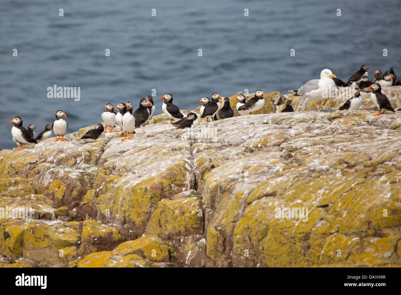 Puffins on rocks Stock Photo - Alamy
