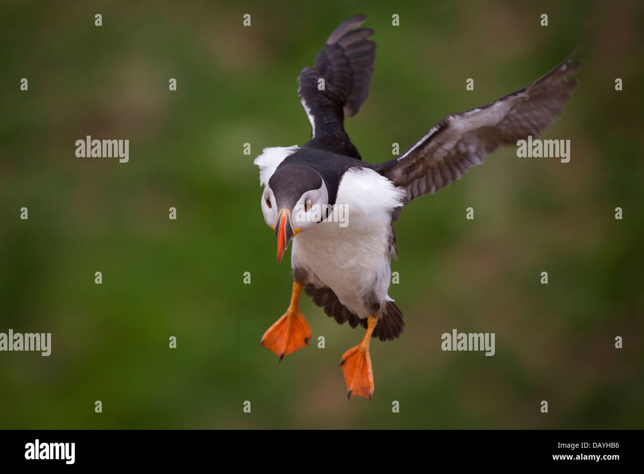 Puffin in flight Stock Photo - Alamy