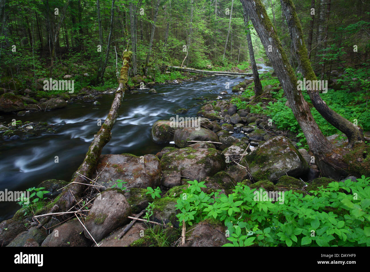 Ancient valley of the River Ahja, Estonia Stock Photo - Alamy