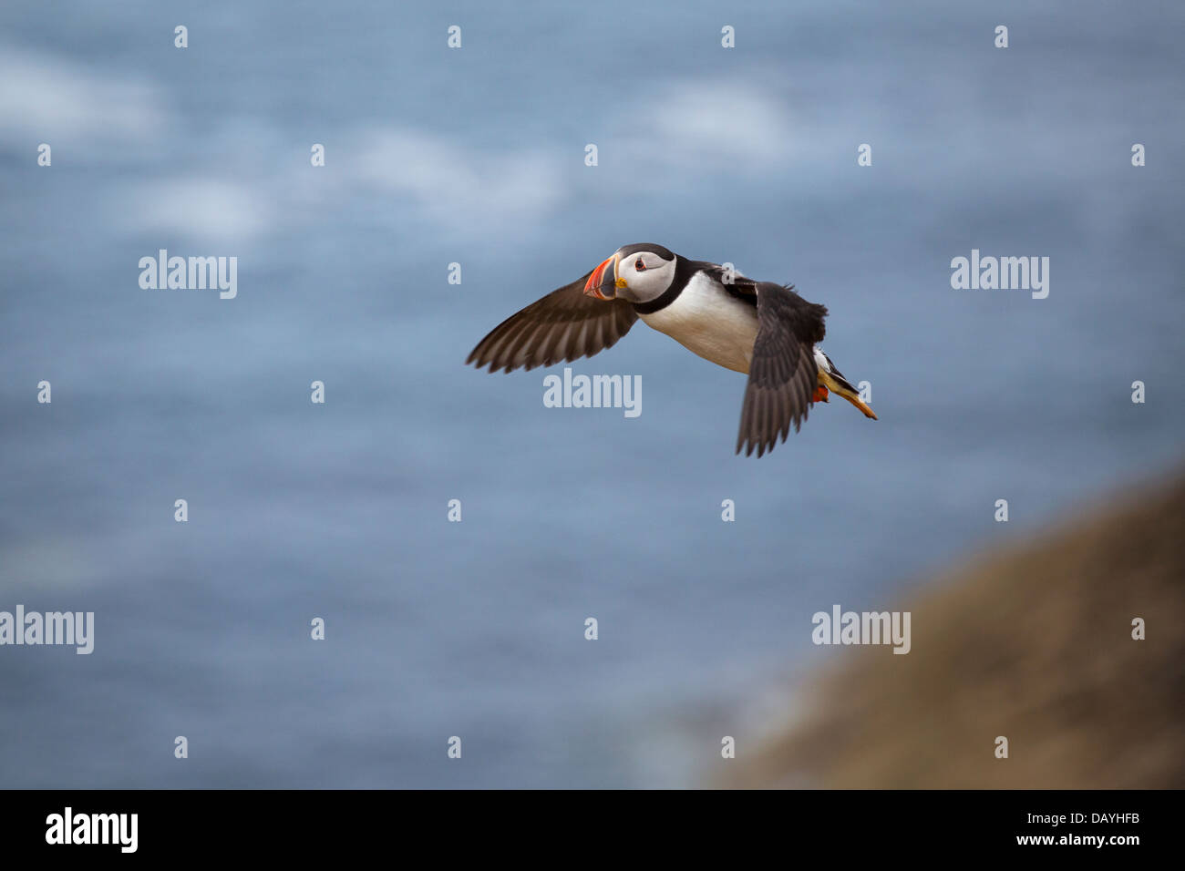 Puffin in flight Stock Photo - Alamy