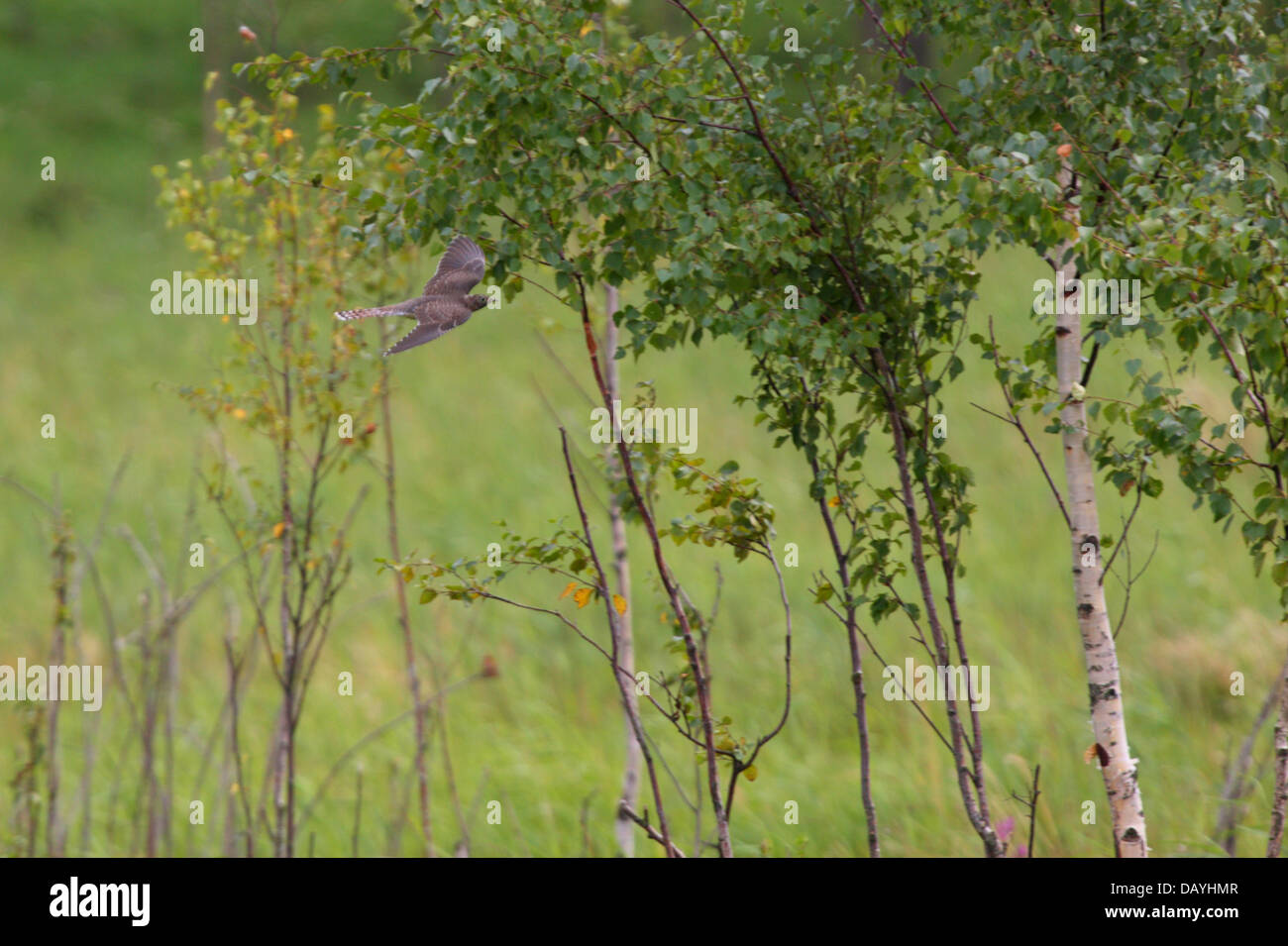Common Cuckoo (Cuculus canorus) in flight Stock Photo - Alamy